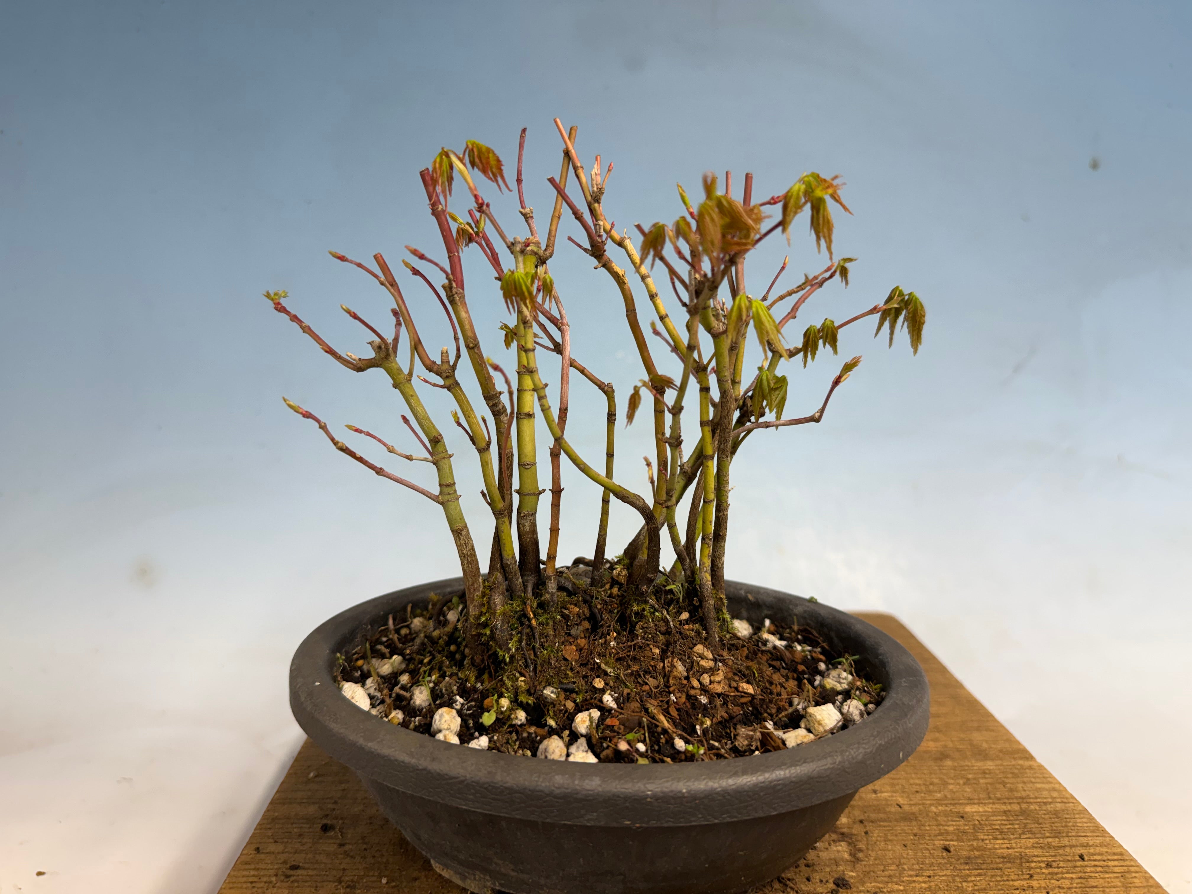 Japanese Maple Clump 002 13 Trees – Kaede Bonsai-en